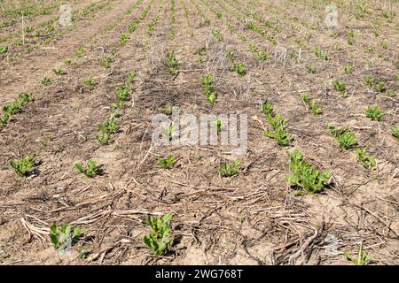 Sugar Beetroot, Direct Sowing Stock Photo - Alamy