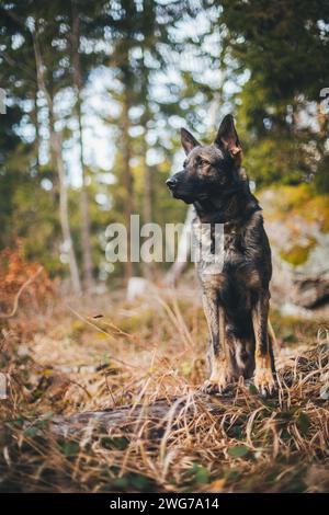 Working line German Shepherd Dog (Alsatian Stock Photo - Alamy