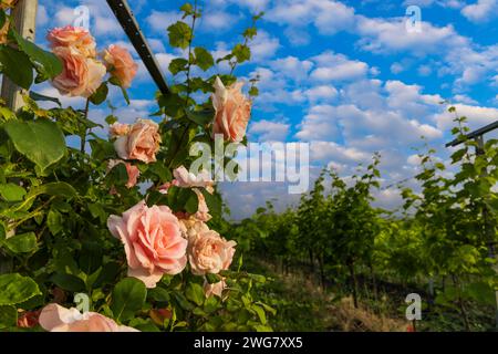 Landscape with vineyards, Slovacko, Southern Moravia, Czech Republic ...