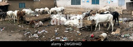 Cows goats poor neighborhood Nima Accra Ghana Africa. Toxic environment ...