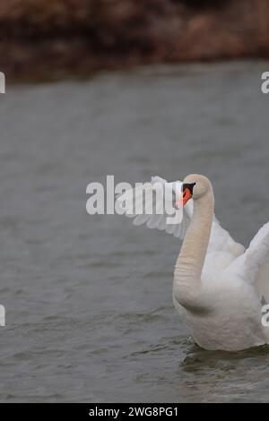 white swan shows its wings Stock Photo - Alamy