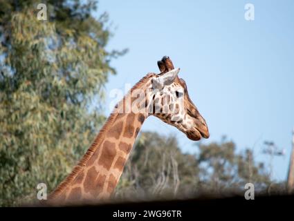 The giraffe is the tallest of all mammals. The giraffe has a short body ...