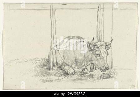 Lying cow, in a stable, from the front Stock Photo - Alamy