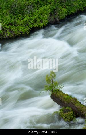 Dillon Falls with Ponderosa pine along Deschutes River Trail, Deschutes ...