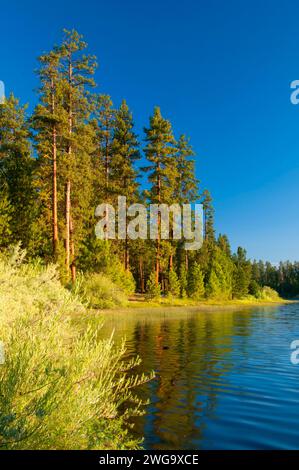 Ponderosa pine (Pinus ponderosa) at Delintment Lake, Ochoco National ...
