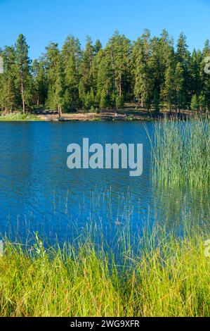 Ponderosa pine (Pinus ponderosa) at Delintment Lake, Ochoco National ...