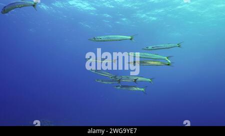 Group of Yellow-tail Barracuda (Sphyraena flavicauda) swims in blue ...