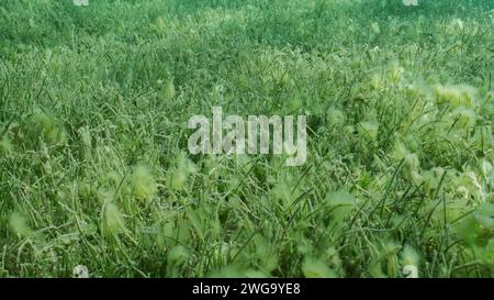 Seabed covered with green seagrass. Seagrass meadow with blooming green ...