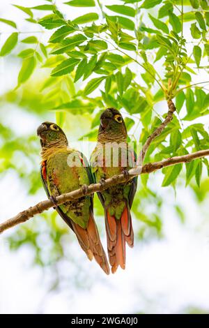 Deville Parakeet (Pyrrhura devillei) Pantanal Brazil Stock Photo - Alamy