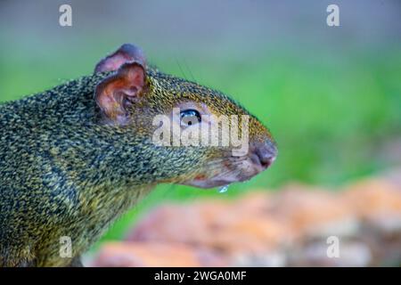 Azara's agouti (Dasyprocta azarae), Pantanal, Southwestern Brazil ...