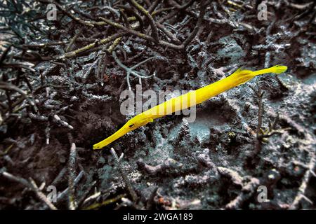 Pacific Trumpetfish (Aulostomus chinensis Stock Photo - Alamy