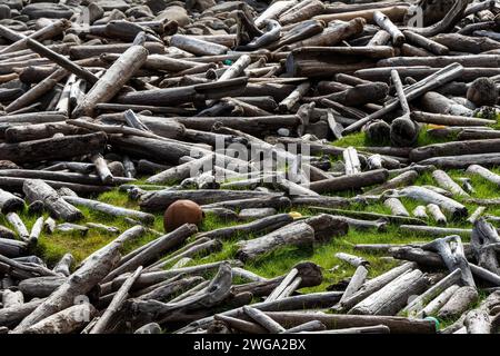 Driftwood, flotsam, Reykjarfjoerour, Strandir, Arnes, Westfjords ...