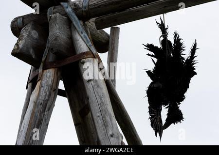 Dead raven, hung up as a deterrent, Drangsnes, Westfjords Stock Photo ...