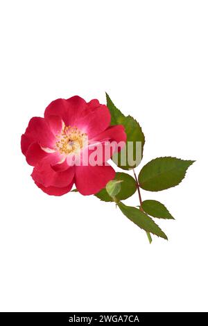 Red rose with foliage on a white backdrop Stock Photo - Alamy