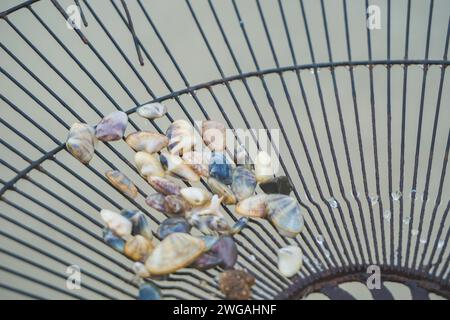 Small mussels are sea animals with shells on the beach sand Stock Photo ...