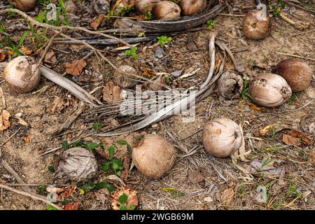 A view of old rotten coconut on the ground Stock Photo - Alamy