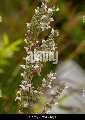 Sage, The Californian white sage, bee sage, or sacred sage(Salvia ...