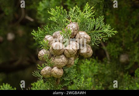 Female cones of Funereal cypress or Italian cypress, Cupressus ...