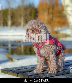 A young Cavapoo dog playing in the snow with a red cover in Ludvika ...