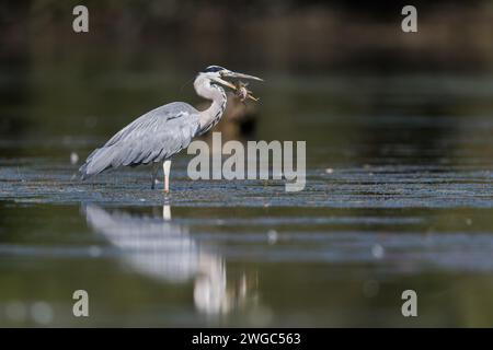 Grey heron catches pike Stock Photo - Alamy