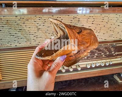 dried pike skull with open mouth in a womans hand Stock Photo - Alamy