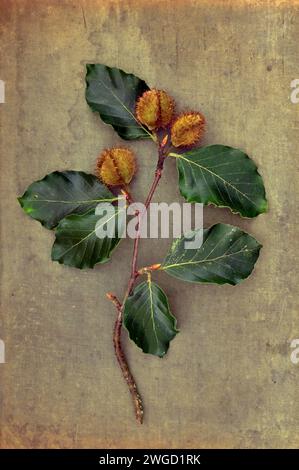 Twig of Common beech tree with six green leaves and three maturing nuts ...