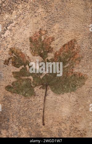 Sycamore leaf lying on broken street lamp Stock Photo - Alamy