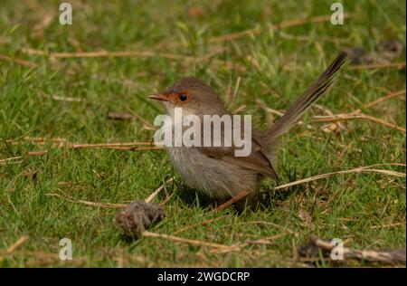 A female Superb fairywren (Malurus cyaneus) bird in afternoon sun ...