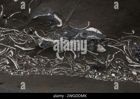 Fossil sea shells embedded in rocks Stock Photo - Alamy