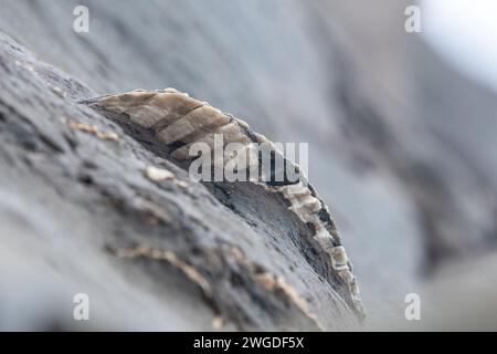 Fossilized shells of bivalves or clams protrude from a rock formation ...