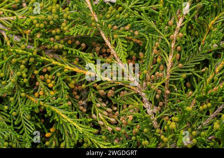 Creeping Strawberry Pine, Microcachrys tetragona with cones; a ...