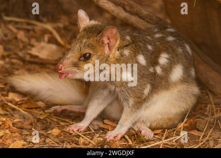 Eastern Quoll, Dasyurus viverrinus, in captivity. Small marsupial ...