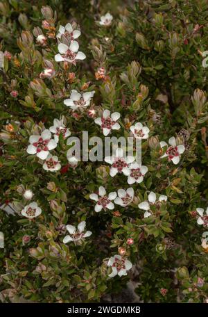 Alpine tea-tree, Leptospermum rupestre, in flower on Hartz Peak in the ...