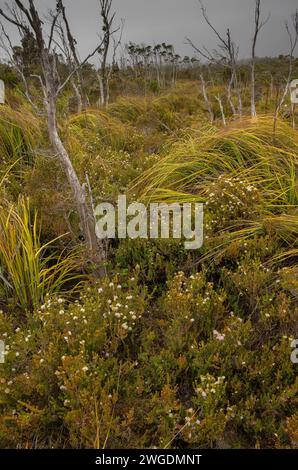 Cutting Grass, Gahnia grandis, in flower on Hartz Peak in the highlands ...