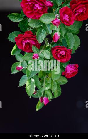 Dark red roses flower bush with buds in a brown vase, flowerpot, green ...