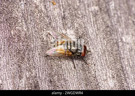 Musca autumnalis Genus Musca Family Muscidae Face fly wild nature ...