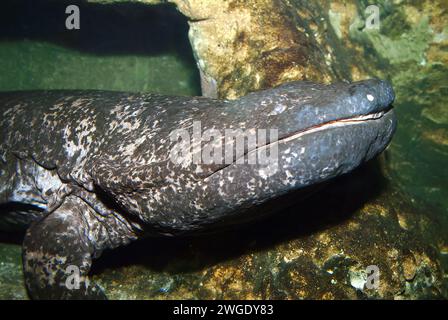Chinese giant salamander, Chinesischer Riesensalamander, Salamandre ...