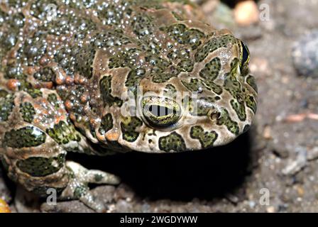 European green toad, Wechselkröte, Crapaud vert, Bufo viridis, zöld ...