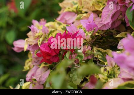 The exotic bougainvillea (Bunga kertas, bugenvil) flower in nature ...