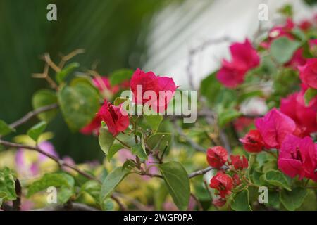 The exotic bougainvillea (Bunga kertas, bugenvil) flower in nature ...