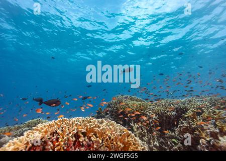 Tiny colorful reef fish, Antias, swim over beautiful healthy coral reef ...