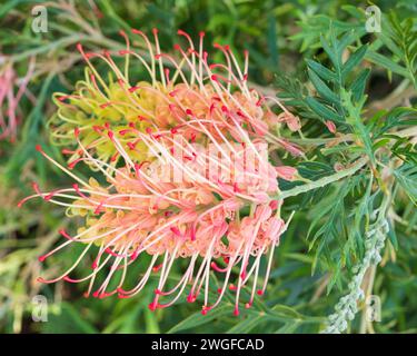 Yellow and red flower of Grevillea Loopy Lou in and Australian coastal ...