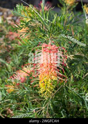 Grevillea plant flowers, ‘Loopy Lou’ pretty pink red and yellow Brush ...