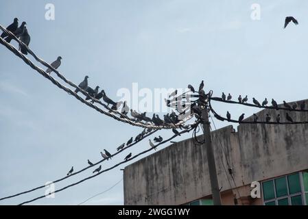 flock of pigeons hanging around the electric street pole Stock Photo ...