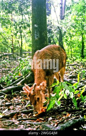 A habituated Javan rusa (Rusa timorensis), a result of wildlife ...