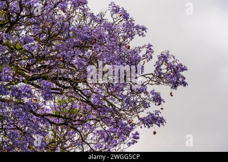 Jacaranda bloom in Adelaide, South Australia Stock Photo - Alamy
