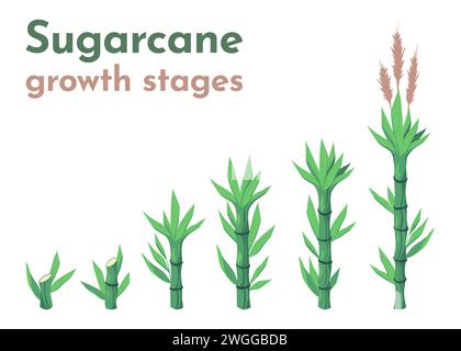 Sugarcane growing isolated cartoon vector illustrations Stock Vector ...