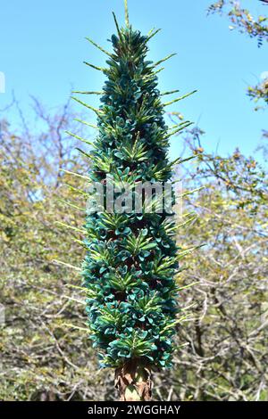 Chagual (Puya berteroniana or Puya alpestris) is a perennial plant ...