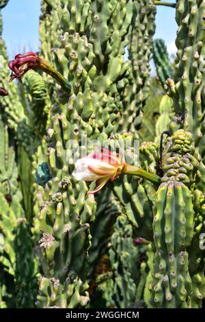 Cardon uruguayo (Cereus uruguayanus monstrosus or Cereus hildmannianus ...