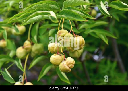 European bladdernut (Staphylea pinnata) is a small tree native to ...